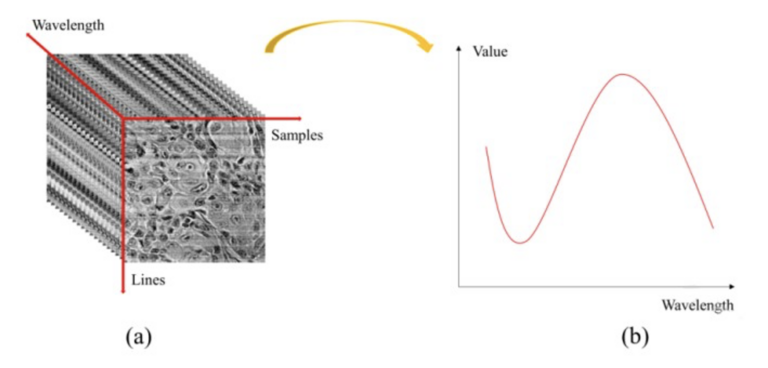 Oral Cancer Hyperspectral Microscopy - Surface Optics Corporation